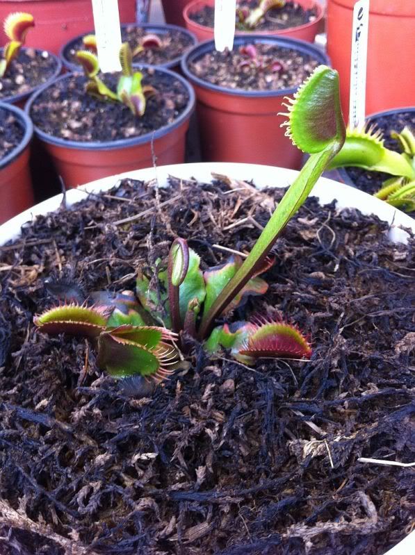 Spring 2012 update - FlyTrapCare Forums