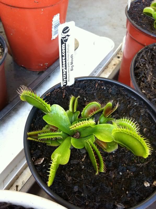 Spring 2012 update - FlyTrapCare Forums