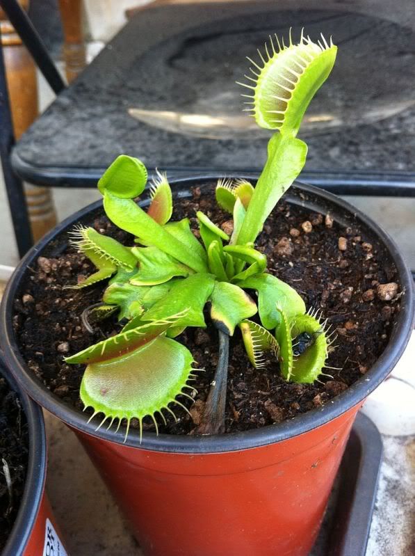 Spring 2012 update - FlyTrapCare Forums