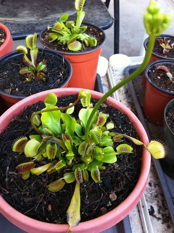 Spring 2012 update - FlyTrapCare Forums
