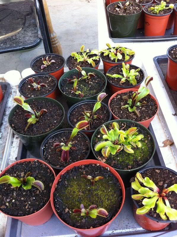 Spring 2012 update - FlyTrapCare Forums