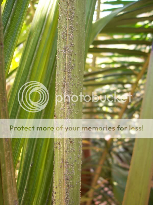 Help! What is this funk on my palms?? - DISCUSSING PALM TREES WORLDWIDE ...