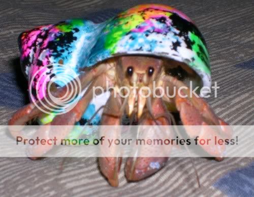 1000+ images about Crazy Crabs on Pinterest