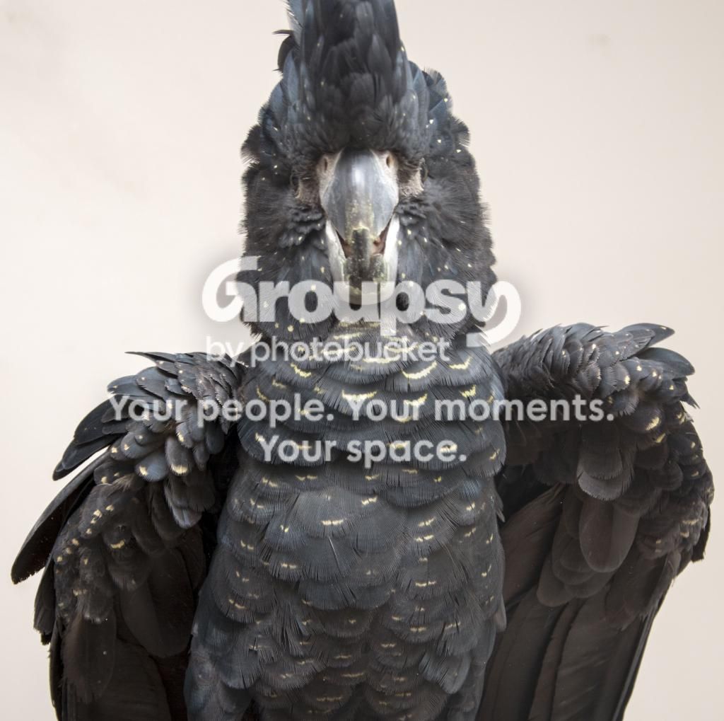 How loud are Red tail black cockatoos on a scale of 1 to 10. | Avian ...