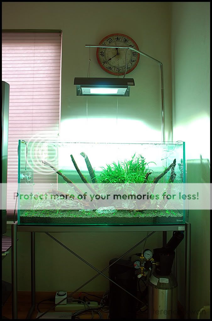 Jinsei888's Do!Aqua 90P - Update 6/4/2012 | The Planted Tank Forum