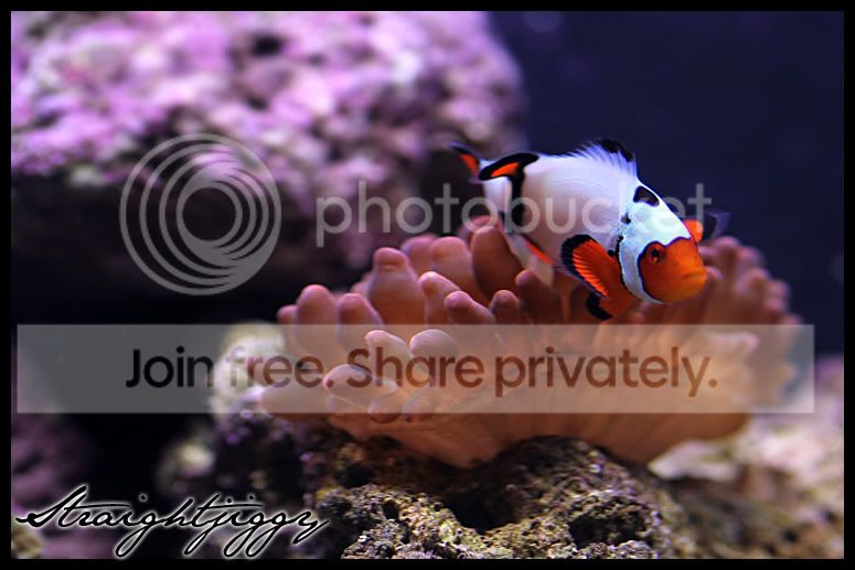 Picasso's and SnowFlakes clownfish club... | Page 17 | Reef2Reef