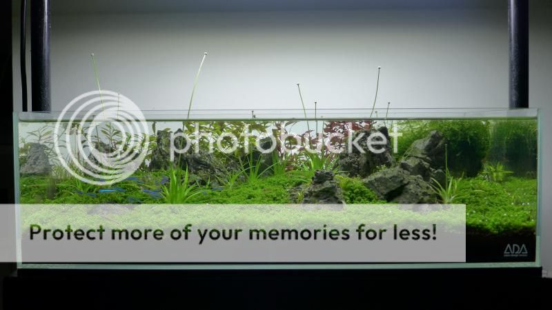 ADA 60P and 60F journal UPDATE 8/1/13 | The Planted Tank Forum