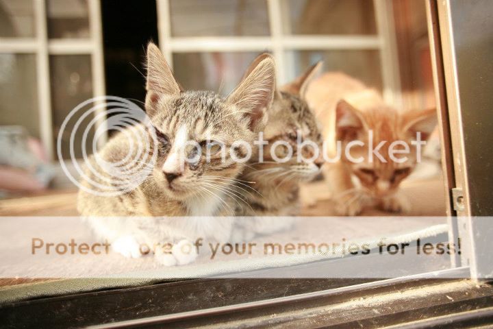 IAmA animal rescuer in the Fukushima nuclear disaster area of Japan AMA ...