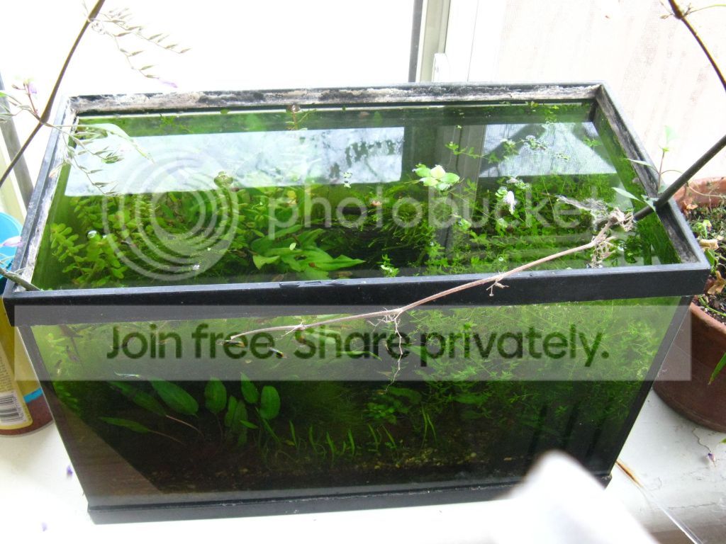 5 gal Walstad tank | Aquatic Plant Forum