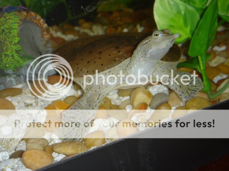 Soft Shell Snapping Turtle Neck