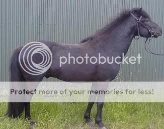 Konkurrence - * STEM* (Sorte heste) - Opslag, billeder og video - Heste ...