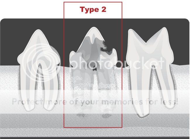 Feline dentistry - let's talk about FORLs! | UK Pet Forums Forum