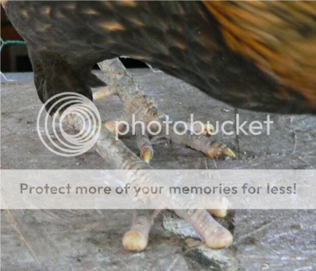 Swollen toes, toenails covered or missing -photos- | BackYard Chickens ...