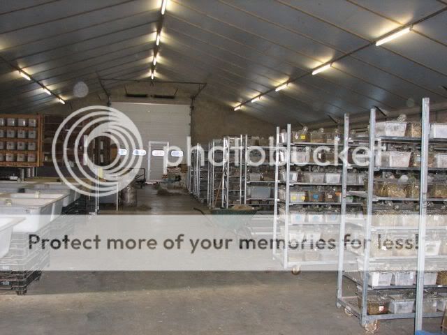 Rat Mills | The Rat Shack - Pet Rat Forum