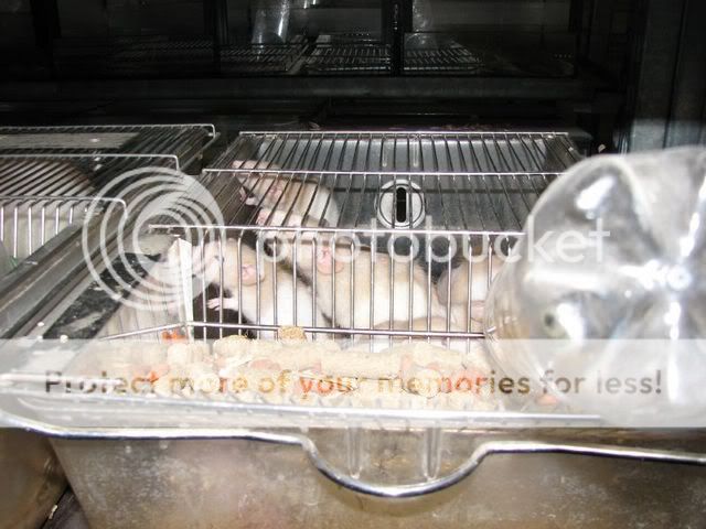 Rat Mills | Rat Forum