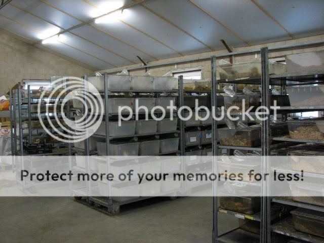 Rat Mills | The Rat Shack - Pet Rat Forum