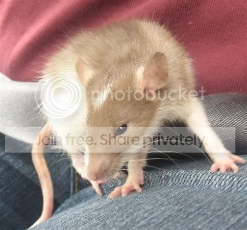 Megacolon and High White Markings | The Rat Shack - Pet Rat Forum