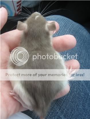 Megacolon and High White Markings | The Rat Shack - Pet Rat Forum