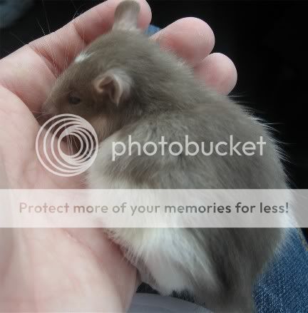 Megacolon and High White Markings | The Rat Shack - Pet Rat Forum