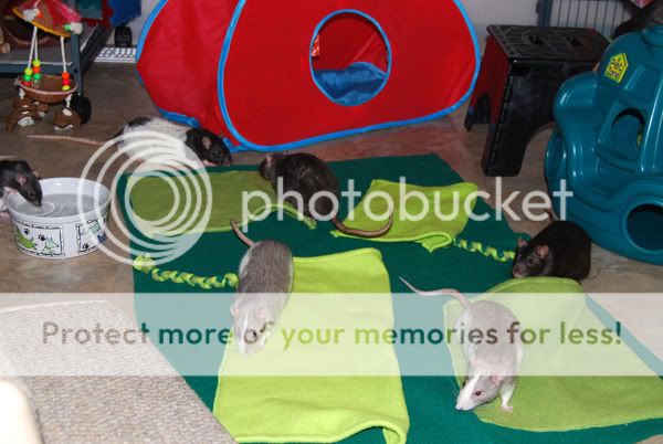 Rattie playmat! | The Rat Shack - Pet Rat Forum