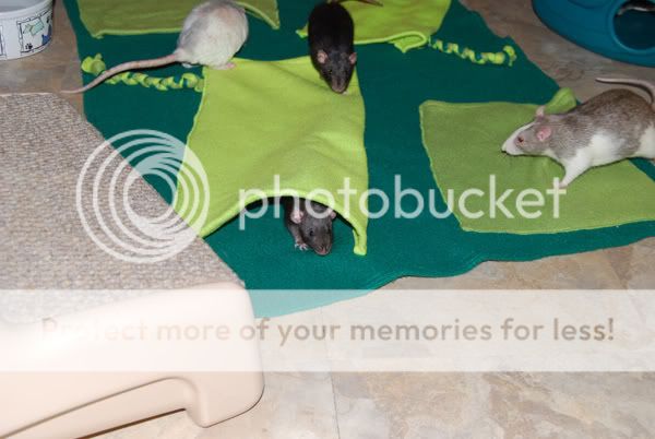 Rattie playmat! | The Rat Shack - Pet Rat Forum