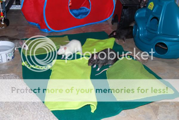 Rattie playmat! | The Rat Shack - Pet Rat Forum