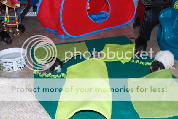 Rattie playmat! | The Rat Shack - Pet Rat Forum