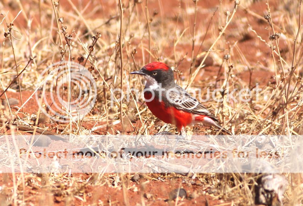 Outback birds | BIRDS in BACKYARDS