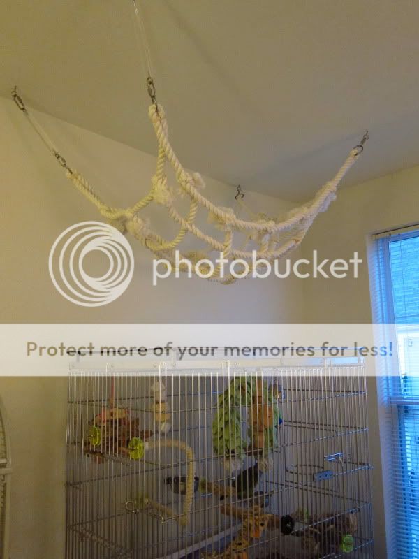 Climbing Nets, can I see yours :) | Avian Avenue Parrot Forum
