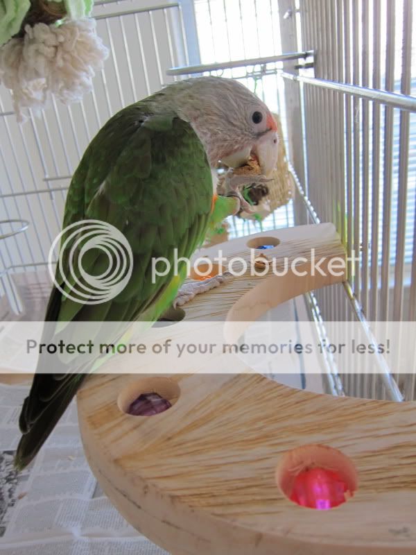 Platform perches | Avian Avenue Parrot Forum