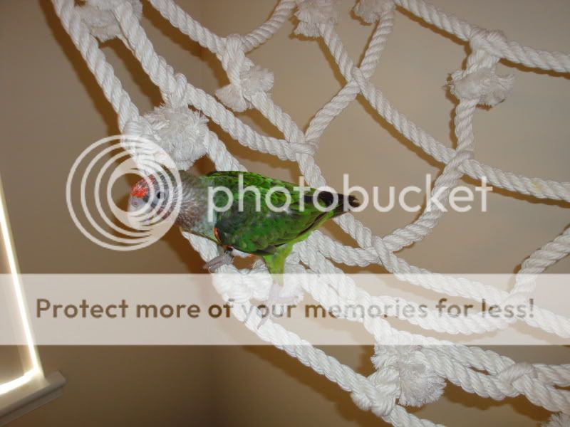 Climbing Nets, can I see yours :) | Avian Avenue Parrot Forum