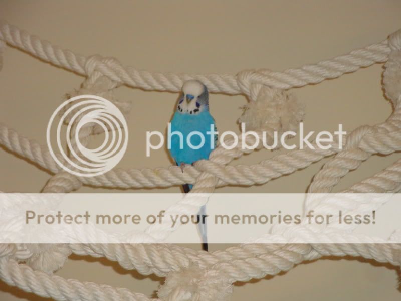 Climbing Nets, can I see yours :) | Avian Avenue Parrot Forum