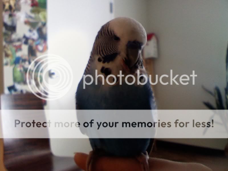 Charles’s Beak Accident | Coco's Flock