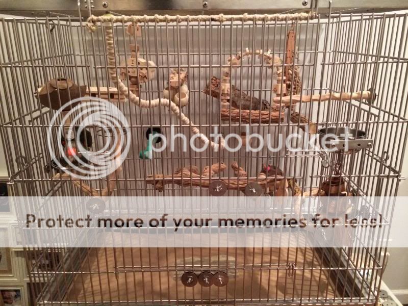 All About Cage Setups | Coco's Flock