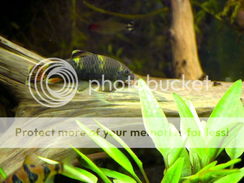 My experience with Red tail Garra | The Planted Tank Forum