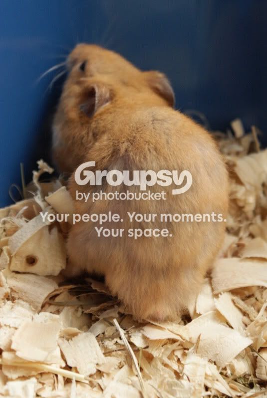 Losing his fur... - Hamster Central