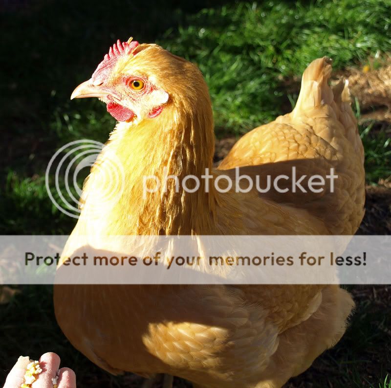 Photos - Buff Orp, Australorp, Brahma, 20 weeks | BackYard Chickens ...