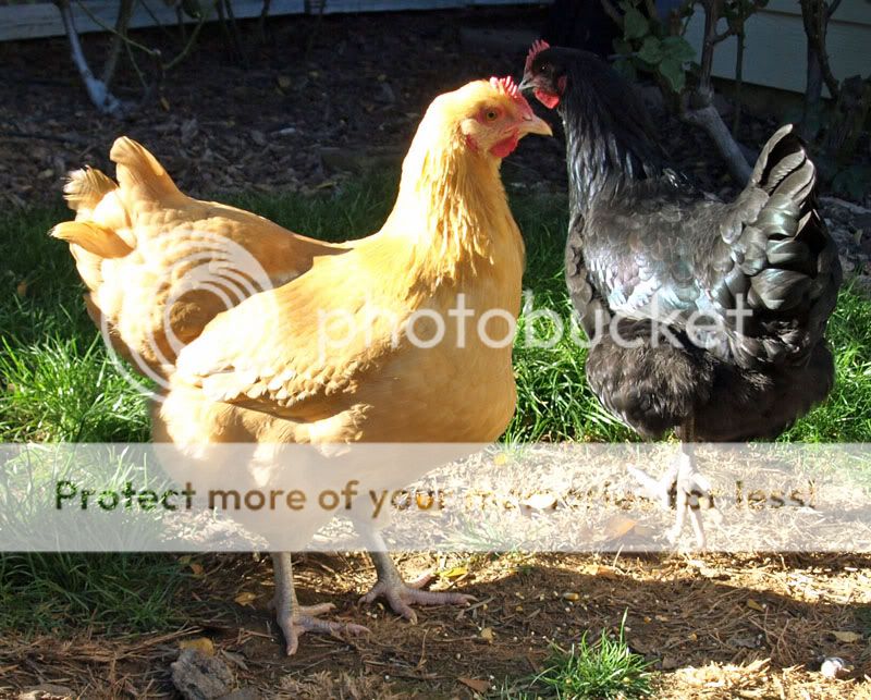 Photos - Buff Orp, Australorp, Brahma, 20 weeks | BackYard Chickens ...
