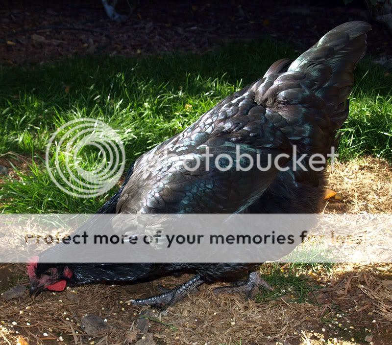 Photos - Buff Orp, Australorp, Brahma, 20 weeks | BackYard Chickens ...