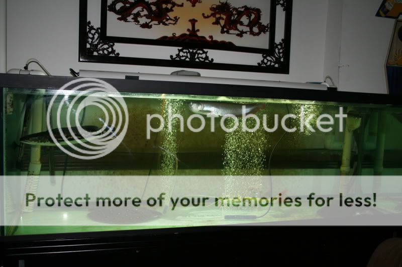 My giant snakehead tank with mates | MonsterFishKeepers.com