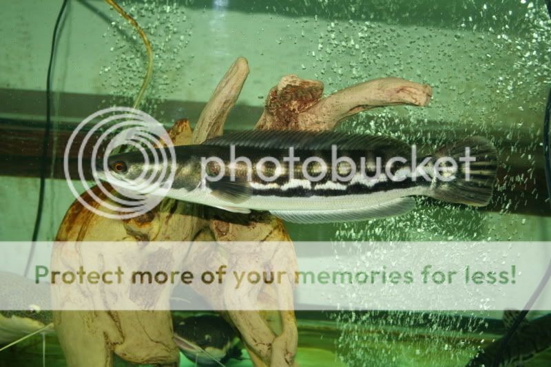 Giant Snakehead Fish Aquarium