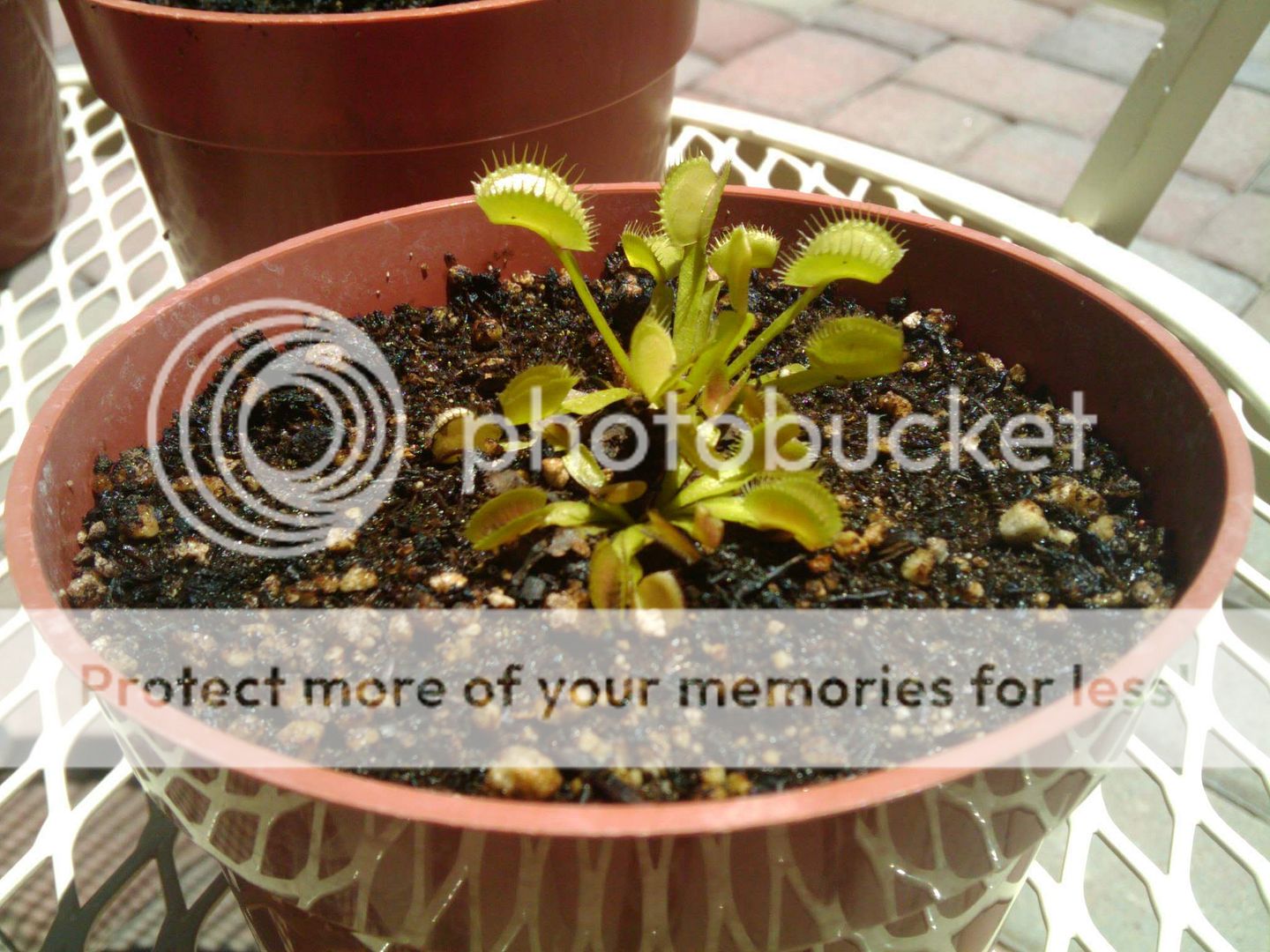 1 year olds - FlyTrapCare Forums