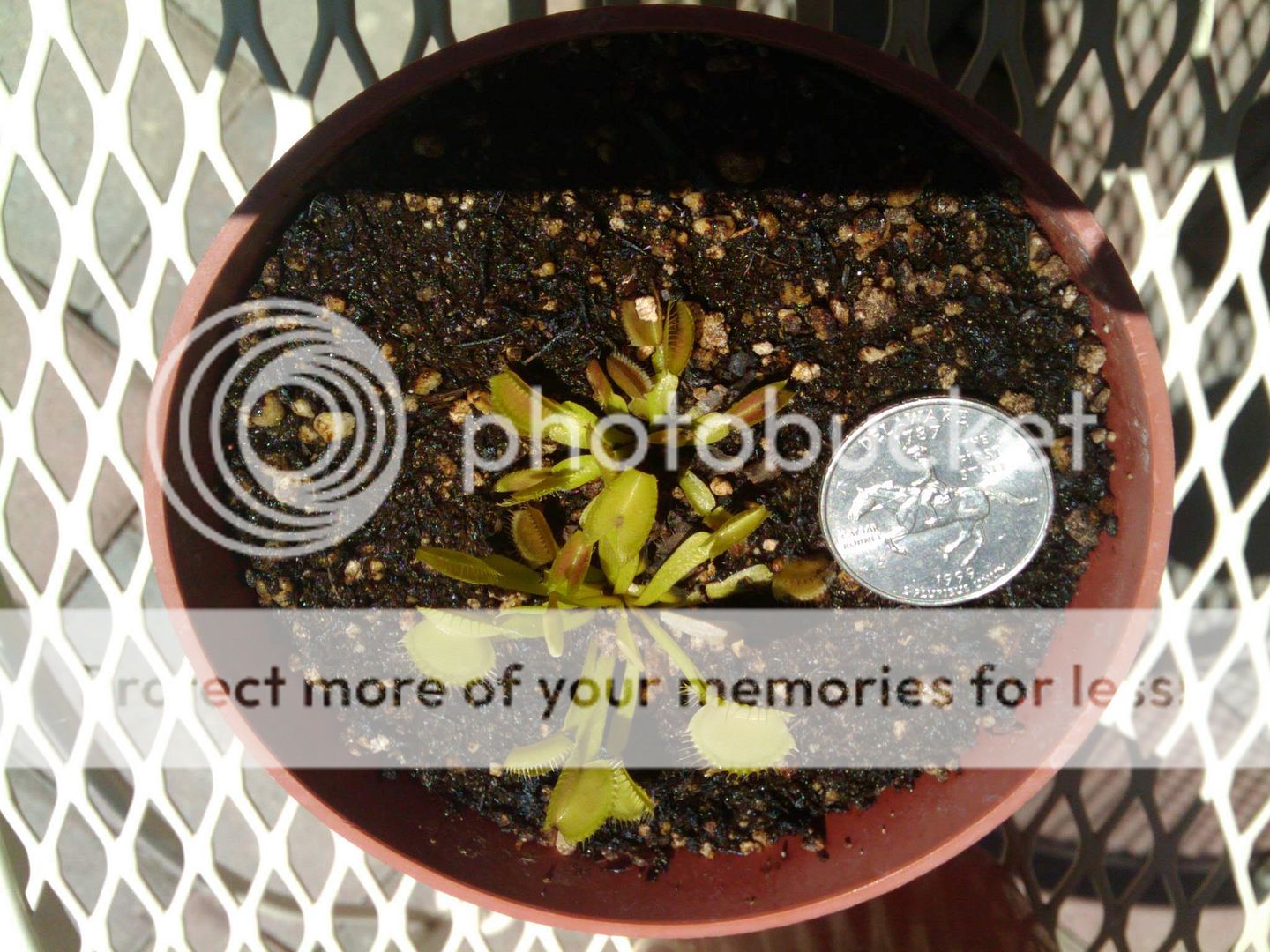 1 year olds - FlyTrapCare Forums