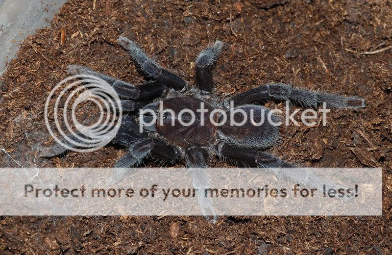 Tarantula ulcers/hernias/parasites??? | Arachnoboards