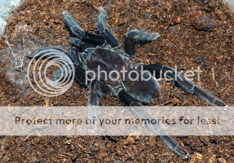 Tarantula ulcers/hernias/parasites??? | Arachnoboards