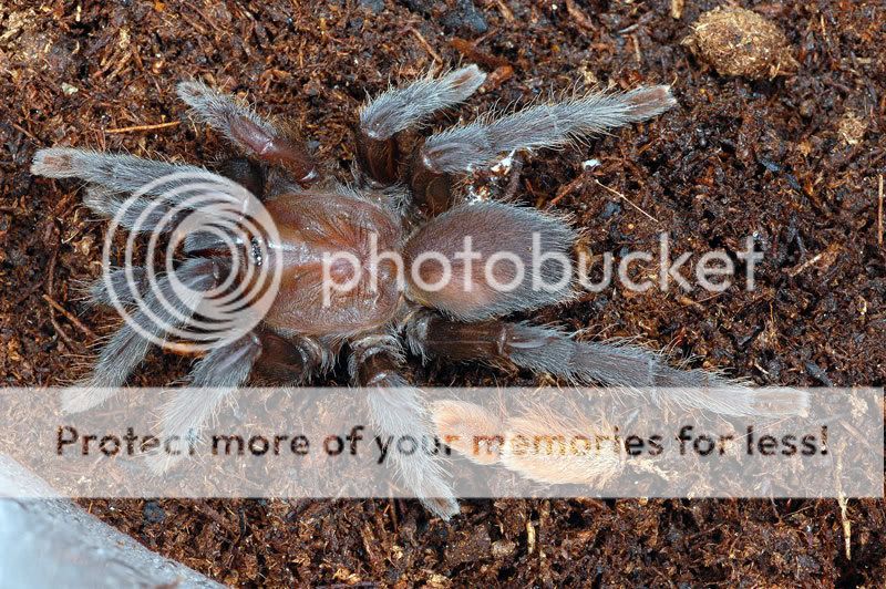 Tarantula ulcers/hernias/parasites??? | Arachnoboards