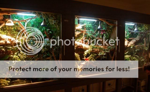 Reptile Room now 50% Complete! | Reptile Forums