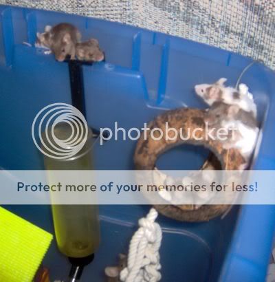 Coconut shells for mice | Paw Talk - Pet Forums