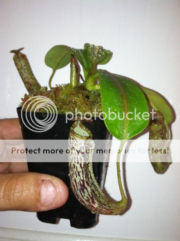 My Nepenthes Vogelii. - FlyTrapCare Forums