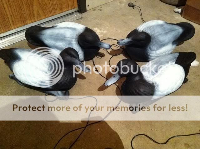 Hen mallard to drake bluebill in 2 minutes! | Duck Hunting Forum